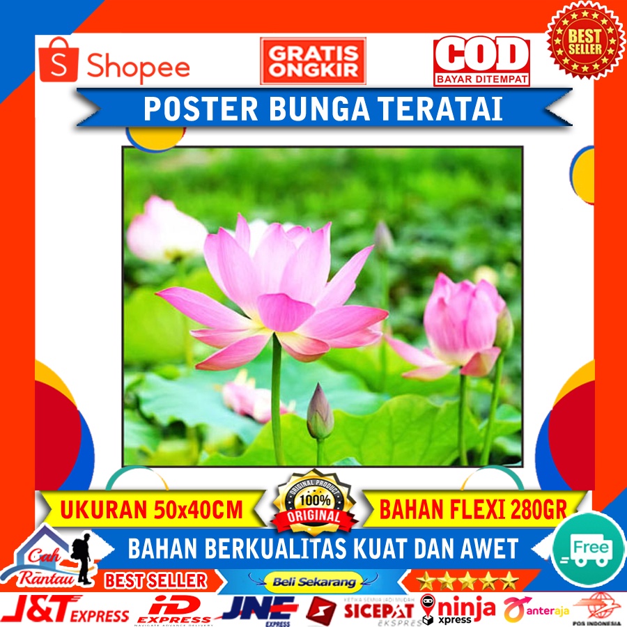 Jual Poster Gambar Bunga Teratai Terate | Shopee Indonesia