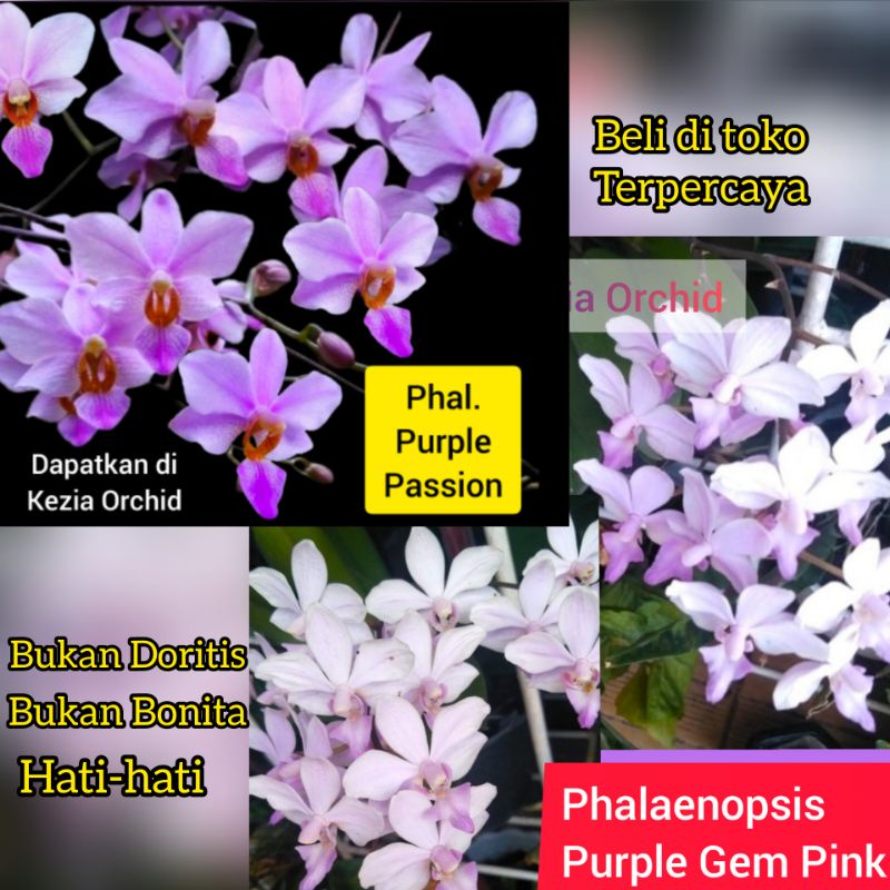 Jual Anggrek Bulan Phalaenopsis Purple Passion ; Phalaenopsis Purple ...