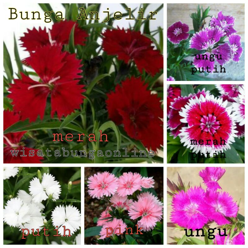 Jual Tanaman Hidup Bunga Hias DIANTHUS /Bunga Anjelir/Bunga Anyelir ...