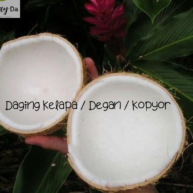 Jual RSY Daging Kelapa Degan Muda Segar | Kyor | Es Kelapa Muda | Kelapa Utuh Best Seller ...