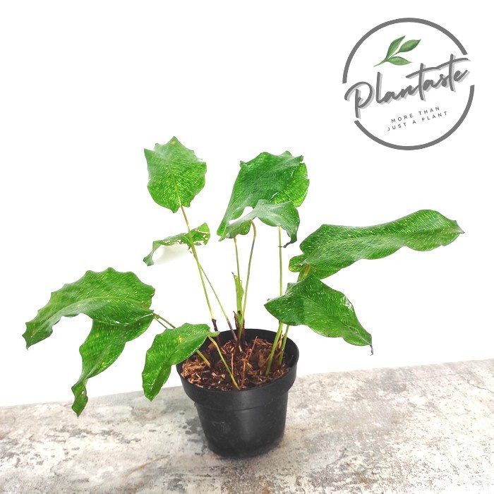 Jual Calathea Musaica Network Plant | Indoor Plants Tanaman Pot Hias ...