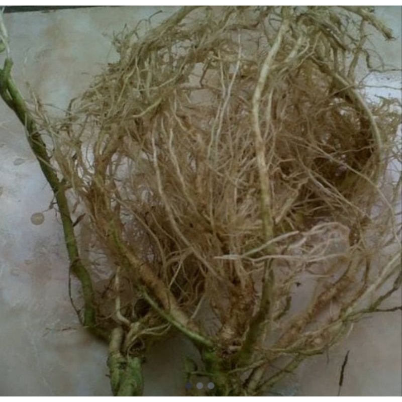 Jual Akar cepokak/akar takokak segar 500gram | Shopee Indonesia