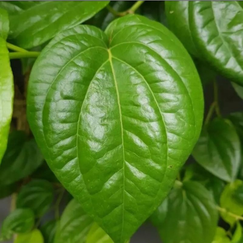Jual Daun Sirih Sere Hijau Obat Segala Macam Penyakit Kangker Diabetes ...