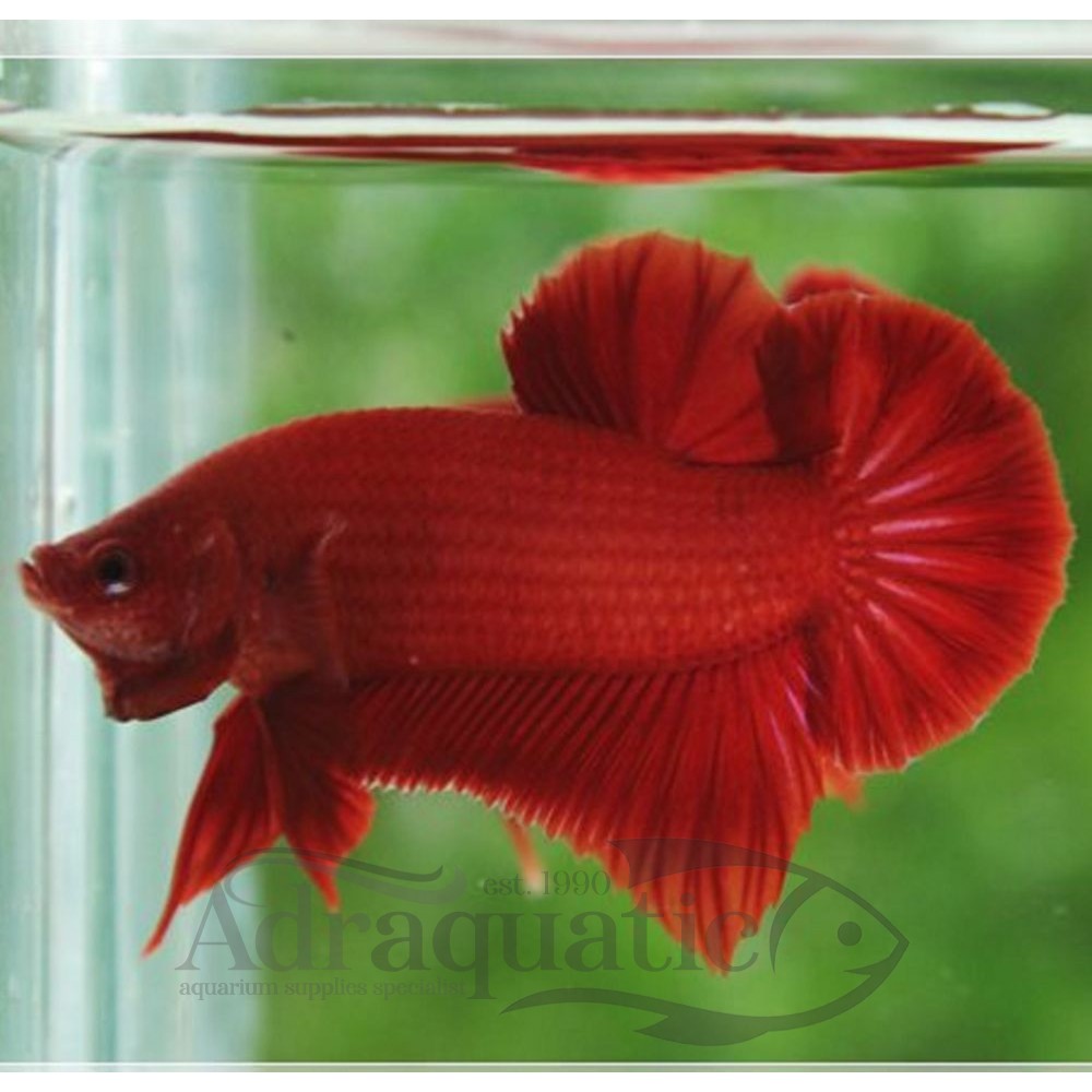 Jual (INSTANT BANDUNG) IKAN HIAS CUPANG SUPER RED BETTA SPLENDENS AIR ...