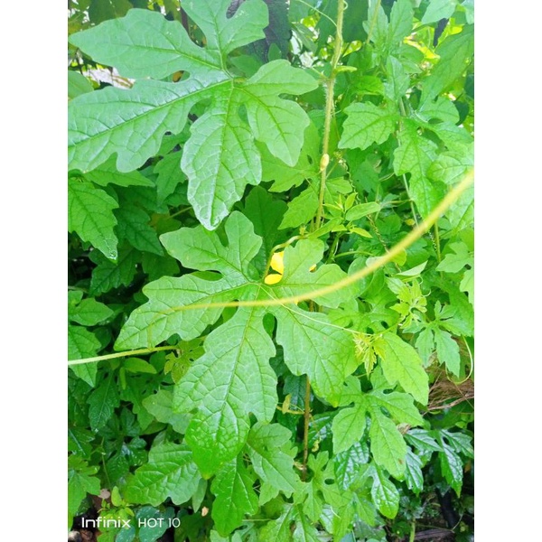 Jual Daun pare hutang per 300 gr | Shopee Indonesia