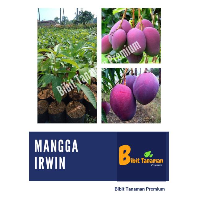 Jual BIBIT MANGGA IRWIN (BIBIT TANAMAN PREMIUM) | Shopee Indonesia