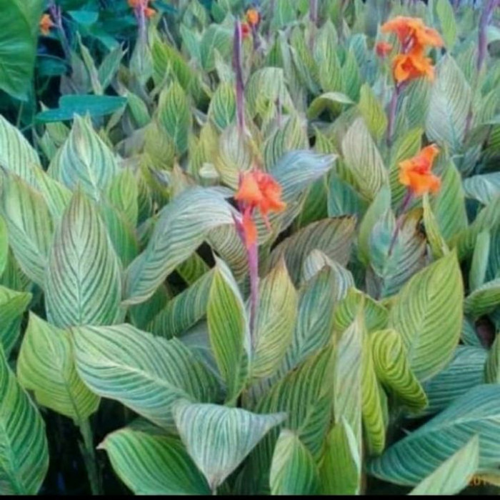 Jual Pohon kana/tanaman hias kana varigata/bunga kana | Shopee Indonesia Jual Pohon kana/tanaman hias kana varigata/bunga kana | Shopee Indonesia