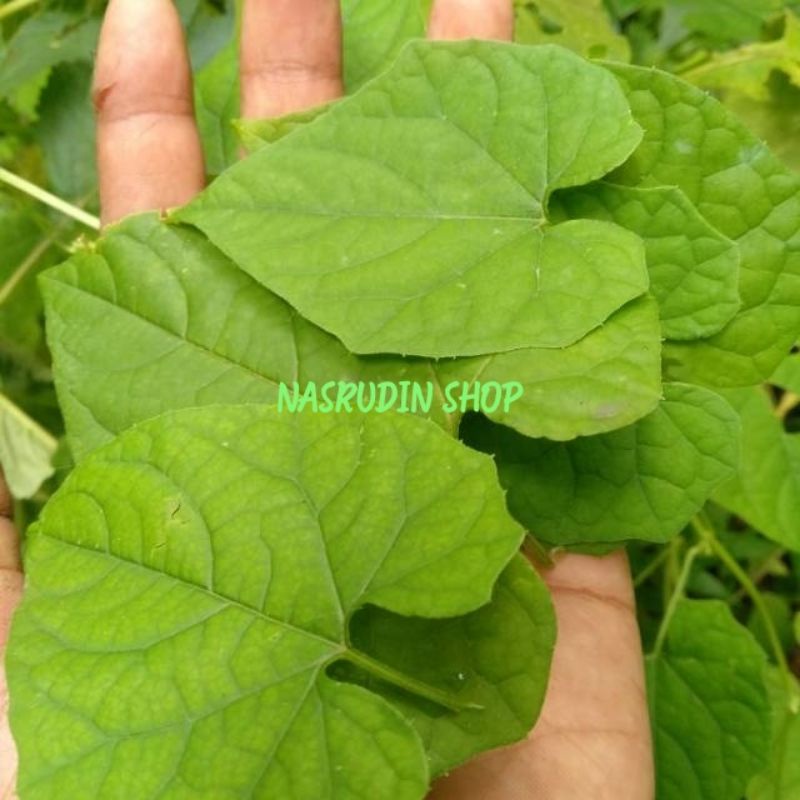 Jual DAUN KANCAS SEGAR 100 LEMBAR | DAUN PARIA HUTAN HERBAL | SAYURAN ...