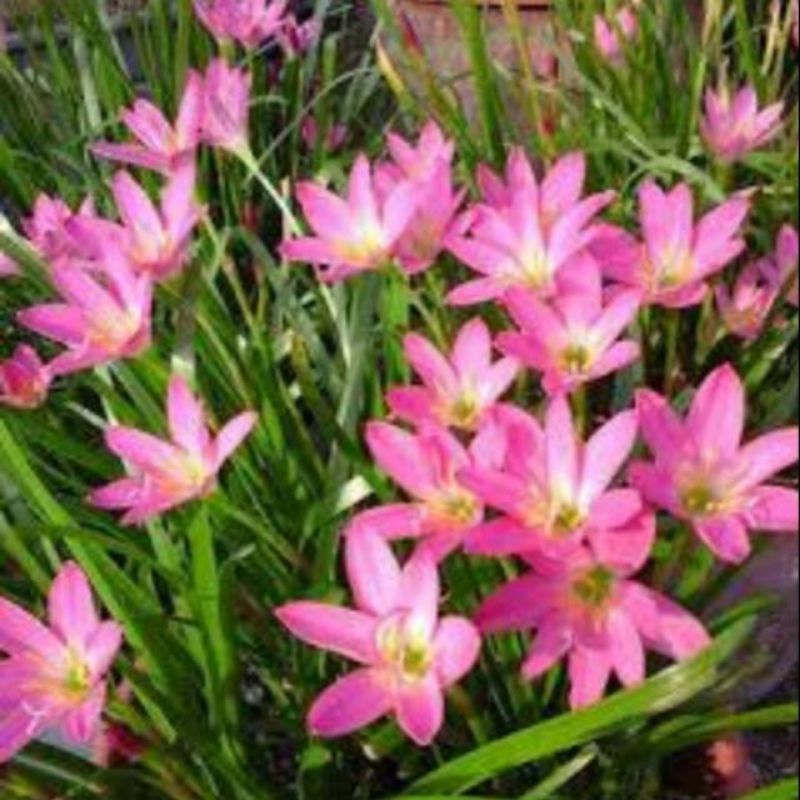 Jual bunga rain lily bukan umbi murah meriah tanaman hias. | Shopee ...
