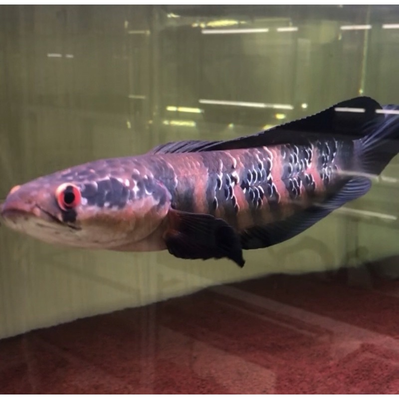 Jual Red Barito 5-6 & 7-8cm / Channa Maru Red / Sudah Rekondisi (KHUSUS ...