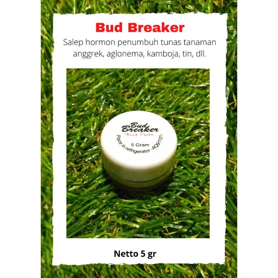 Jual Salep Bud Breaker (hormon tunas) | Shopee Indonesia
