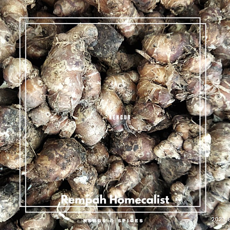 Jual Kencur Segar Cikur Kencur Seblak | Shopee Indonesia