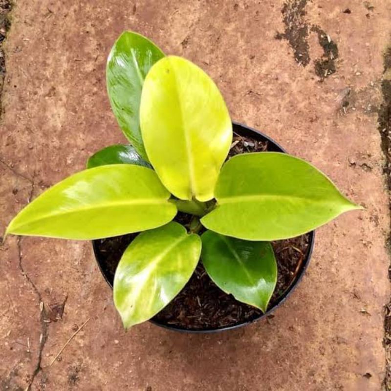 Jual tanaman hias philo lemon / tanaman hias moon light daun rimbun ...