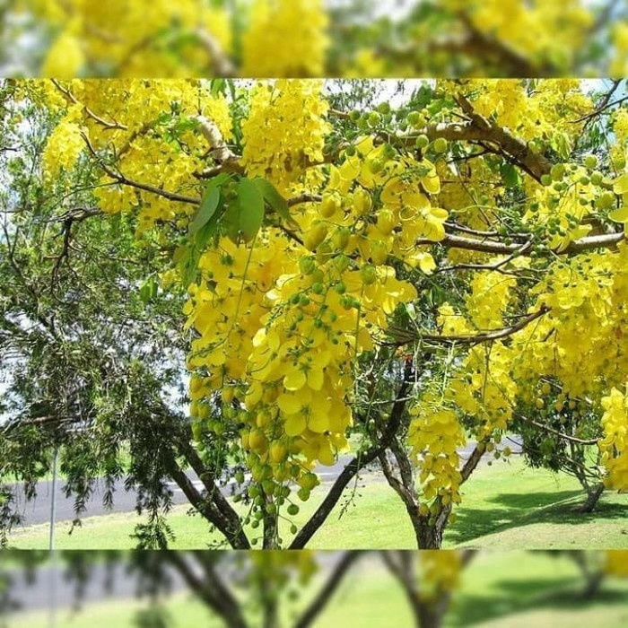 Jual Tanaman Bunga Hujan Emas - Tanaman Bunga Golden Shower | Shopee ...