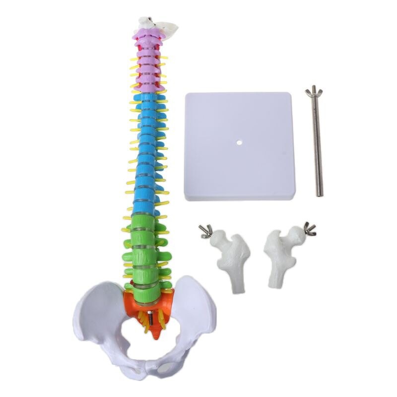 Jual PREORDER 45cm Removable Human Spine Model Spinal Column Vertebral ...