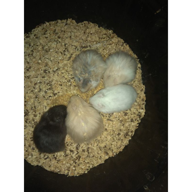 Jual hamster syria, syrian, sirian long hair anggora | Shopee Indonesia