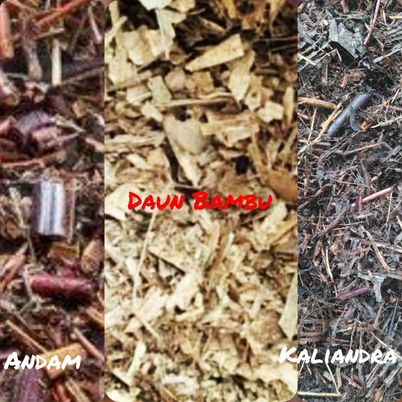 Jual Ambara | Andam, Daun Bambu, Kaliandra | Media Tanam | Shopee Indonesia