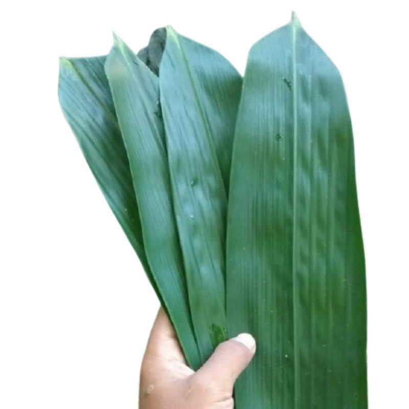 Jual 40 Daun Bambu Segar Bungkus Bacang | Shopee Indonesia