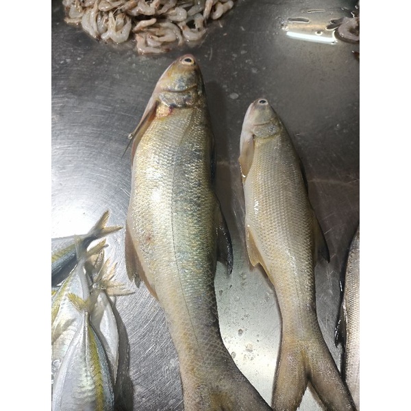 Jual Ikan Kuro / ikan Senangin 1kg | Shopee Indonesia