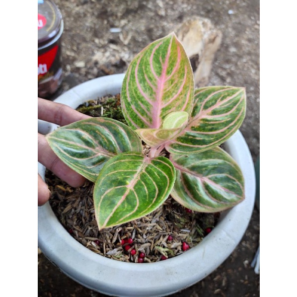 Jual aglonema rinjani baby//freepot dan media | Shopee Indonesia