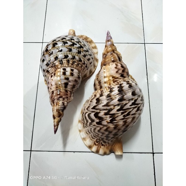 Jual CANGKANG KERANG TEROMPET / TRITON JUMBO MULUS ANTIK | Shopee Indonesia