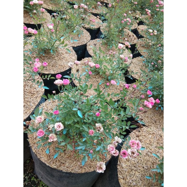 Jual Tanaman Rose Minion 3 ukuran termurah dan terlaris (Minimal ...