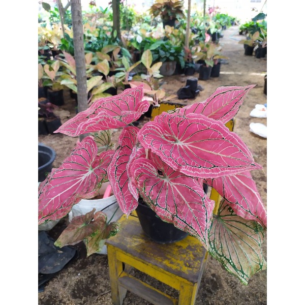 Jual Caladium Wayang/Keladi wayang Tanaman Hias | Shopee Indonesia Jual Caladium Wayang/Keladi wayang Tanaman Hias | Shopee Indonesia