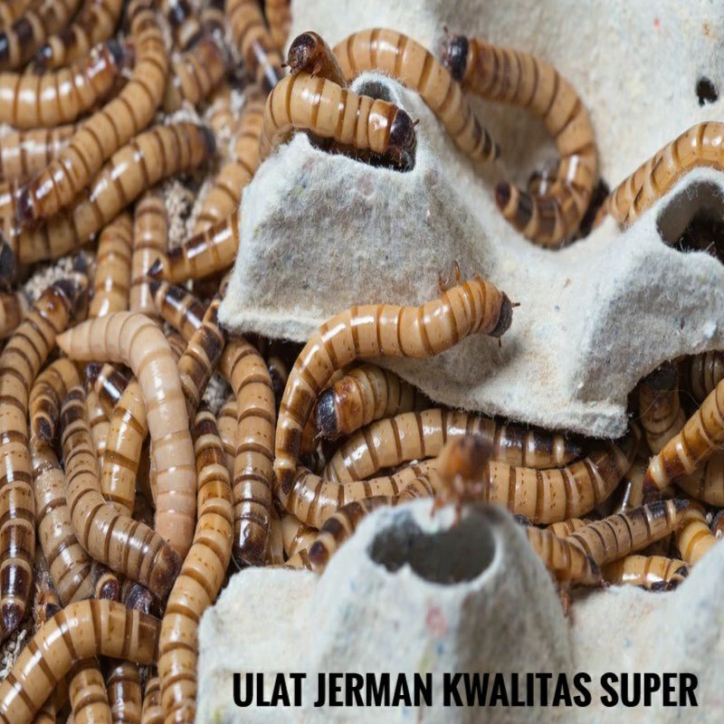 Jual Ulat Jerman Super Mealworm 100gr - Ulat Jerman / Pakan Ikan / Ulat ...