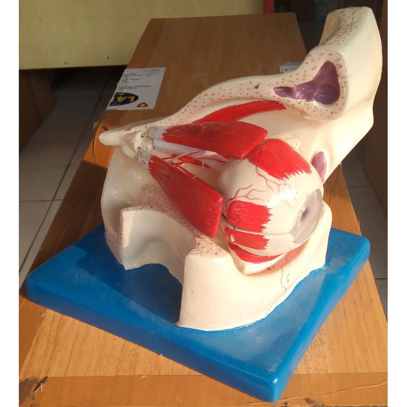 Jual Phantom | Manikin | Alat Peraga | Model Mata Manusia | Shopee ...