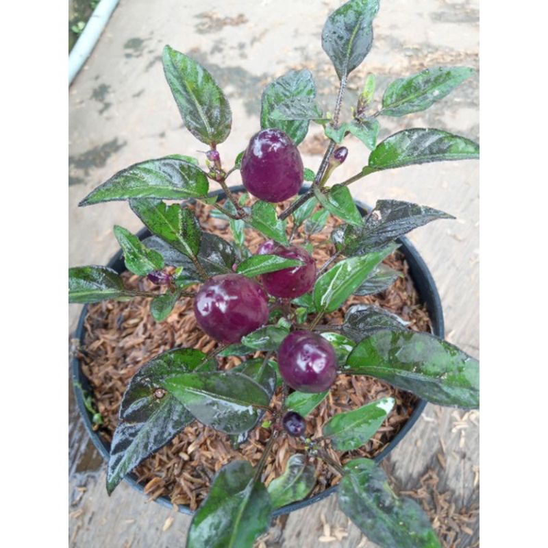 Jual ( BISA COD ) Tanaman Cabe Cerry Ungu Sudah Berbuah - Pohon Cabe ...