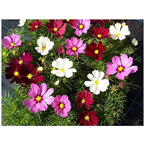 Jual Cosmos BIPINNATUS Casanova Mix 5 Biji (Benih Biji Bibit Tanaman ...