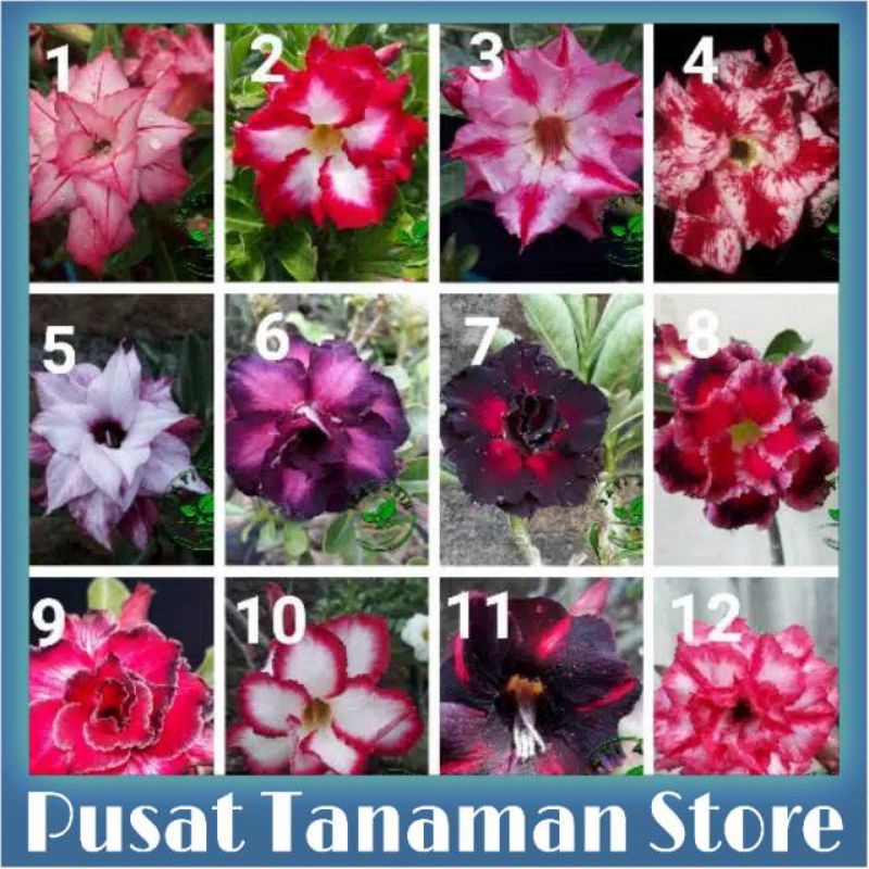 Jual PROMO!!PAKET 12 ADENIUM KAMBOJA JEPANG BUNGA TUMPUK | Shopee Indonesia