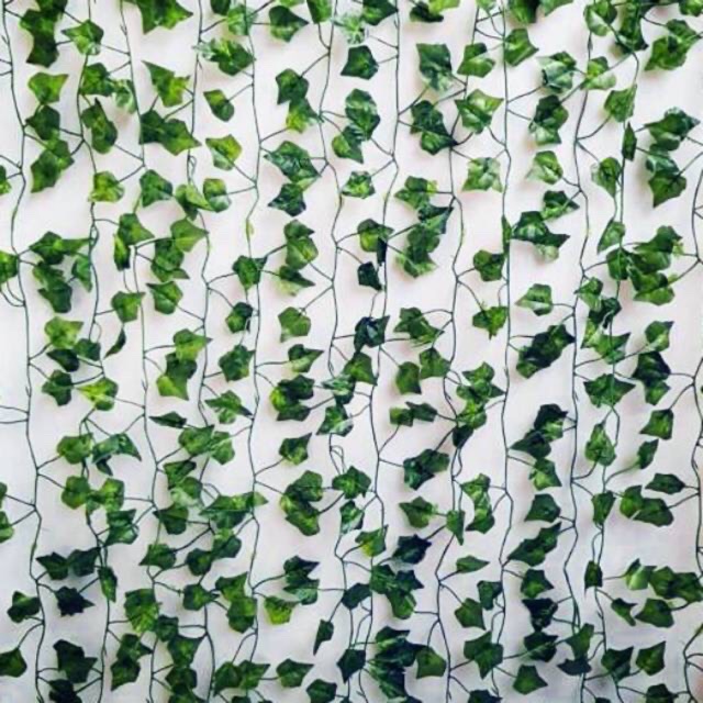 Jual Daun Rambat | Shopee Indonesia