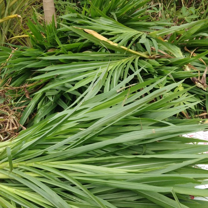 Jual TERNAK-HEWAN-PERAWATAN- RUMPUT ODOT SEGAR PAKAN MARMUT KELINCI ...