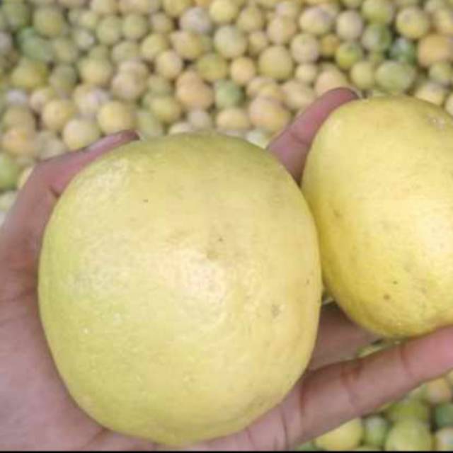Jual Buah Lemon asli +-1000gram Alami | Shopee Indonesia