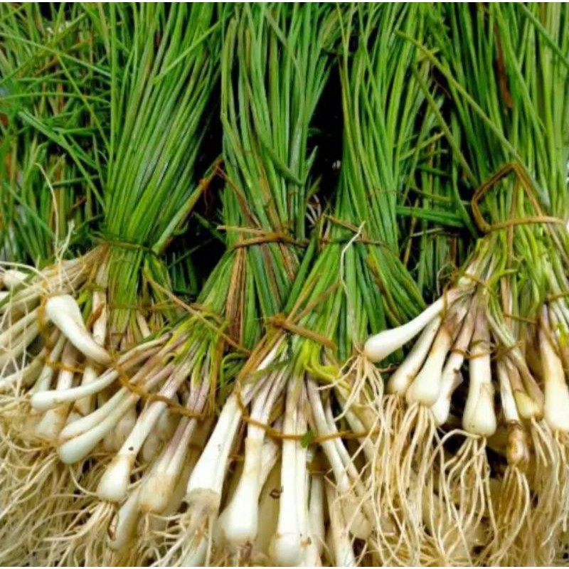 Jual Bawang Batak/Hosaya/Lokio/Bawang Jambulan/bawang rambut/bawang ...