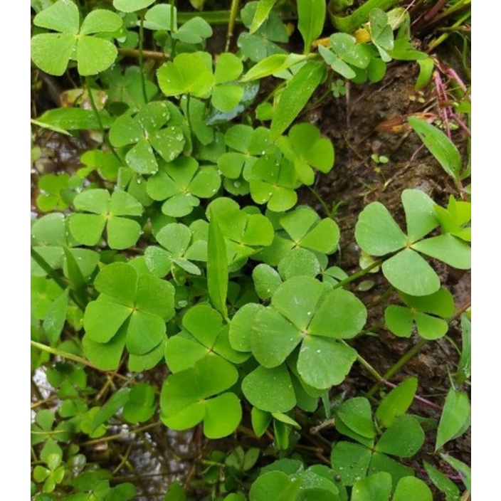 Jual bibit semanggi sawah 4 daun 5 bibit semanggi | Shopee Indonesia