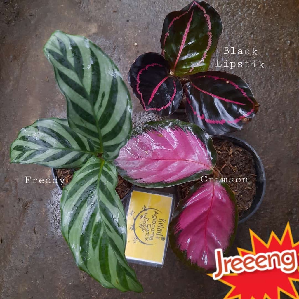 Jual Paket Calanthea Cantik (COD) | Shopee Indonesia