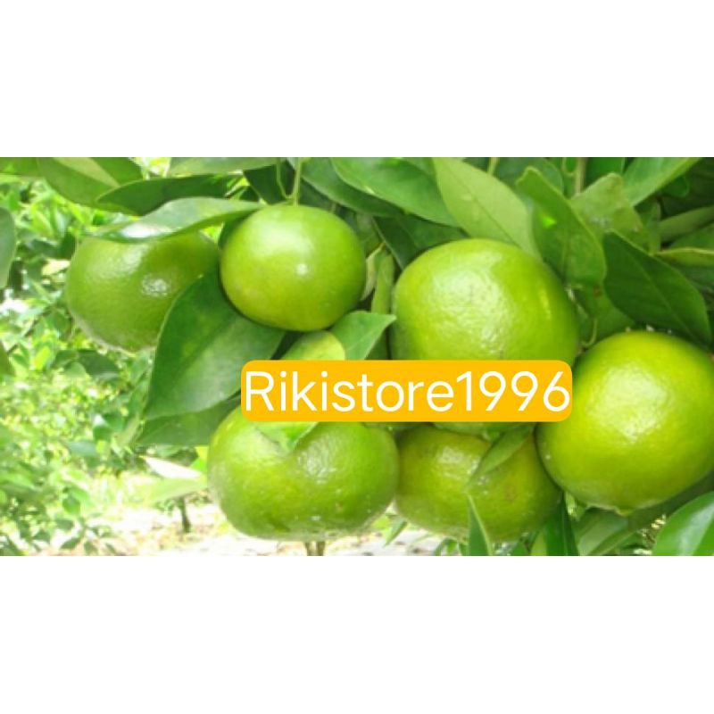 Jual jual Buah jeruk Bali mini super 1 kg | Shopee Indonesia