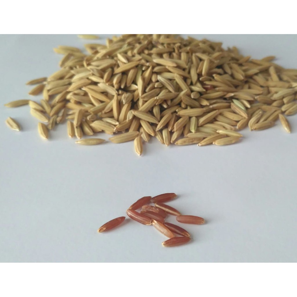 Jual Benih Padi Beras Merah Rasa Nasi lebih Pulen | Bibit Padi Merah ...
