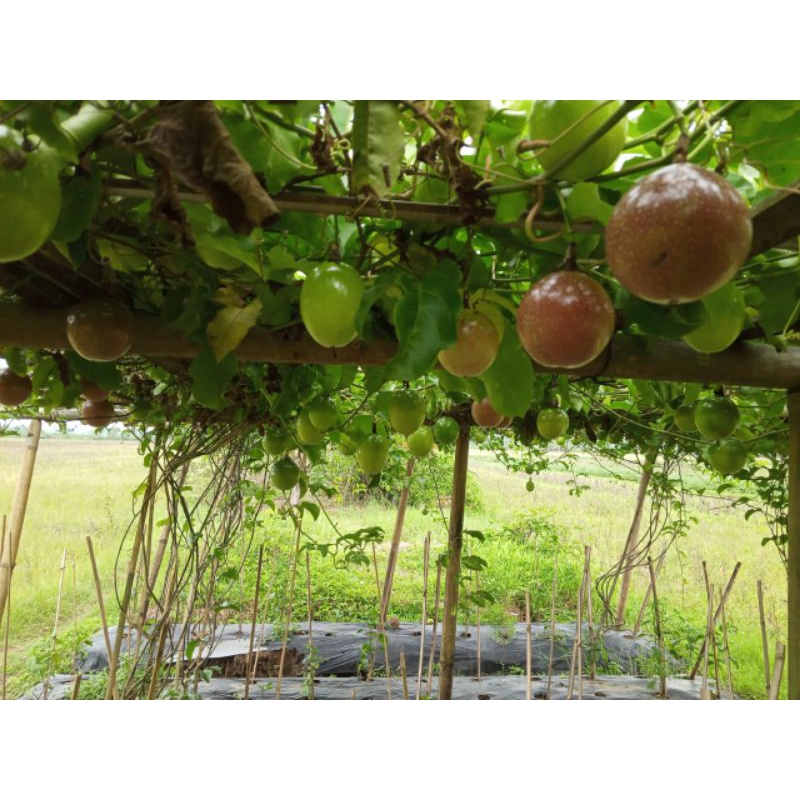 Jual Buah Markisa Segar asem manis, markisah manis 1kg, buah markisa ...