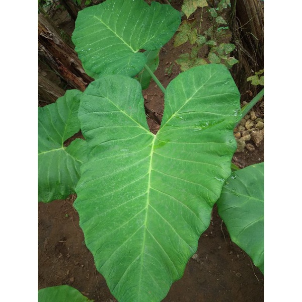 Jual Daun talas segar 500g 1000g | Shopee Indonesia