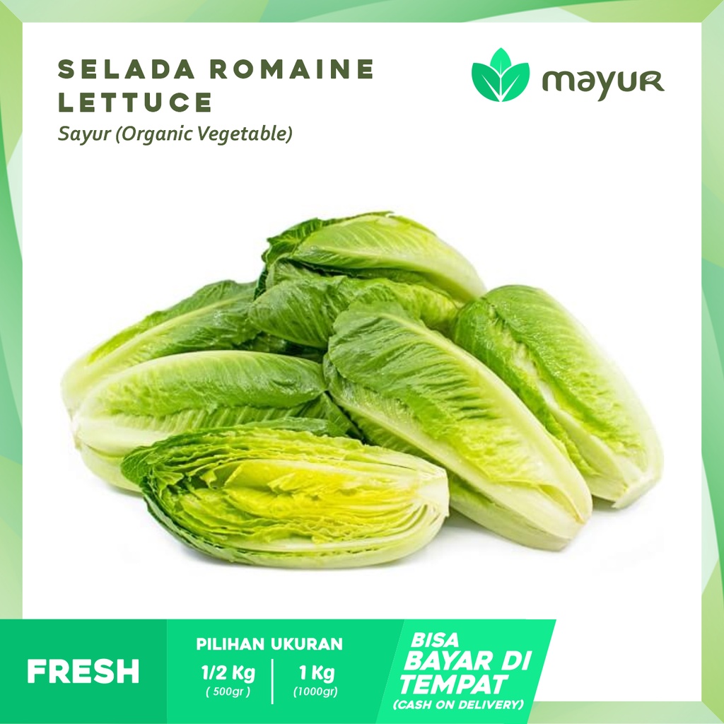 Jual Selada Romaine Lettuce / Sayur Romen Segar ( 500gr | 1000gr ) | Shopee Indonesia