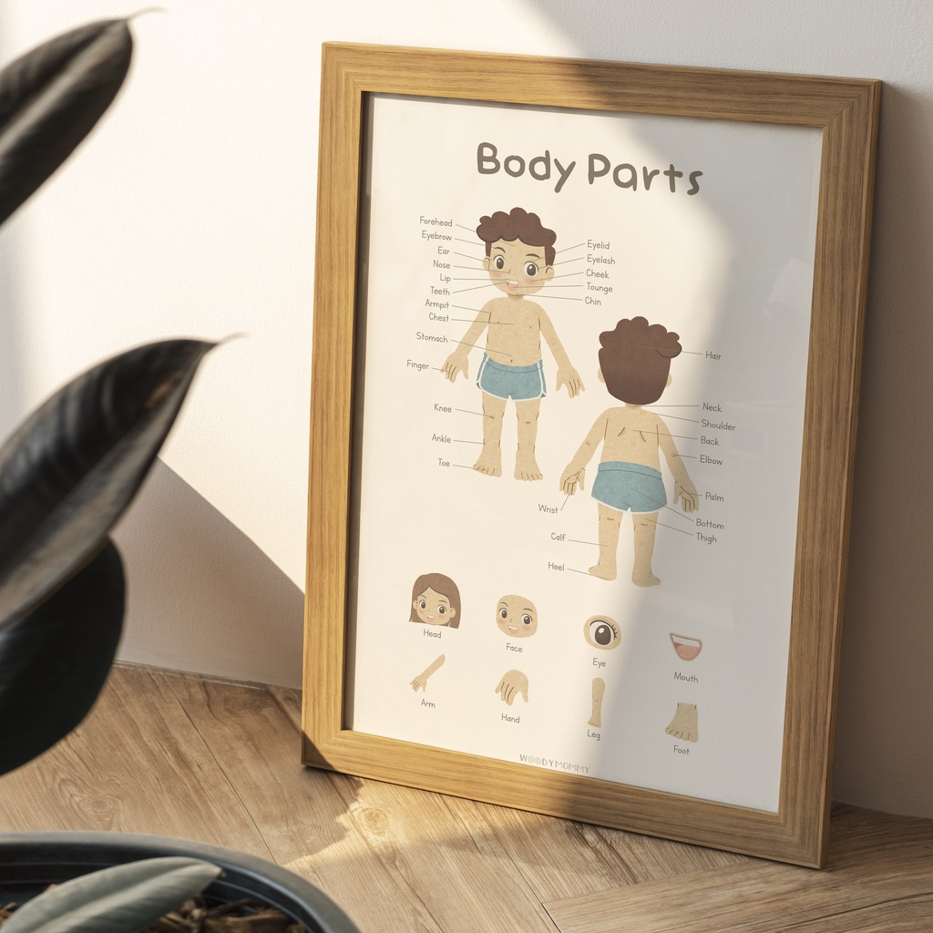 Jual Poster Edukasi Anak Balita Anggota Tubuh - Body Parts Preschooler ...