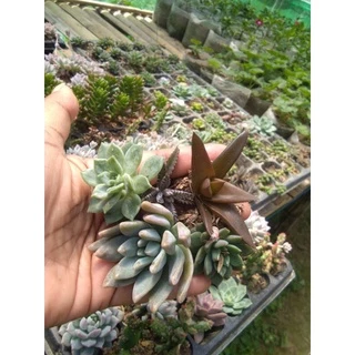 Produk miniej11 | Shopee Indonesia