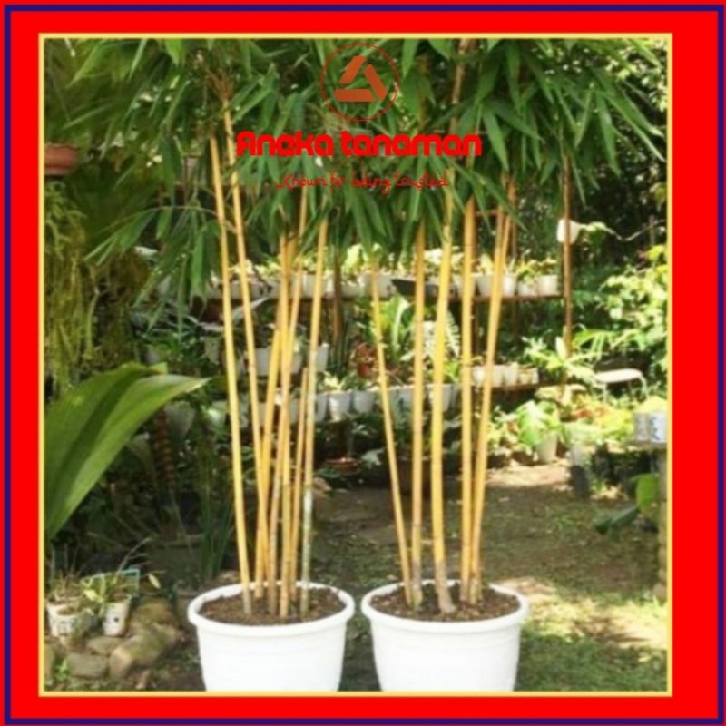 Jual Bambu kuning asli super kualitas terbaik | Shopee Indonesia