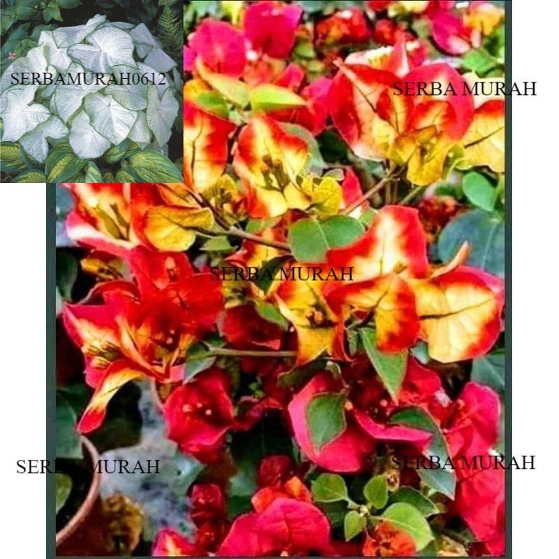 Jual PROMO Tanaman bibit Bougenville jenis citra india dalam polibeg ...