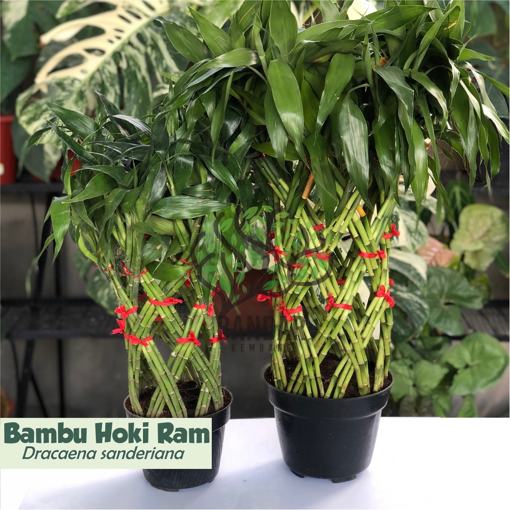 Jual Tanaman Hias Bambu Keberuntungan Besar Bambu Ram Bambu Hoki ...