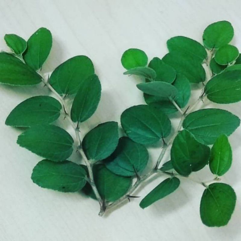 Jual 200 Lembar Daun Herbal Bidara Arab Segar | Shopee Indonesia