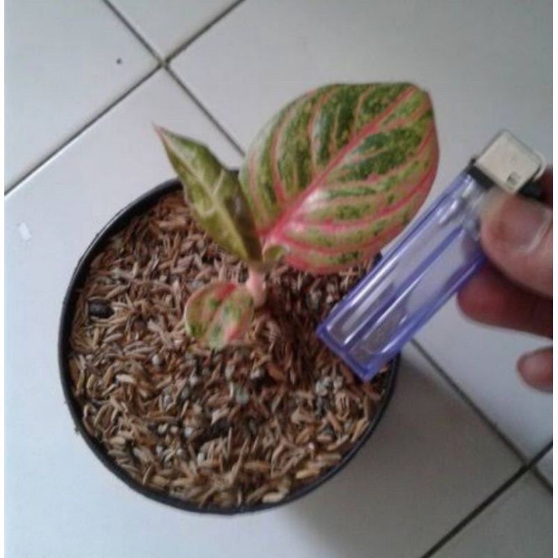 Jual PROMO!! bibit aglonema bibitan hugest merah kanza romantic love ...